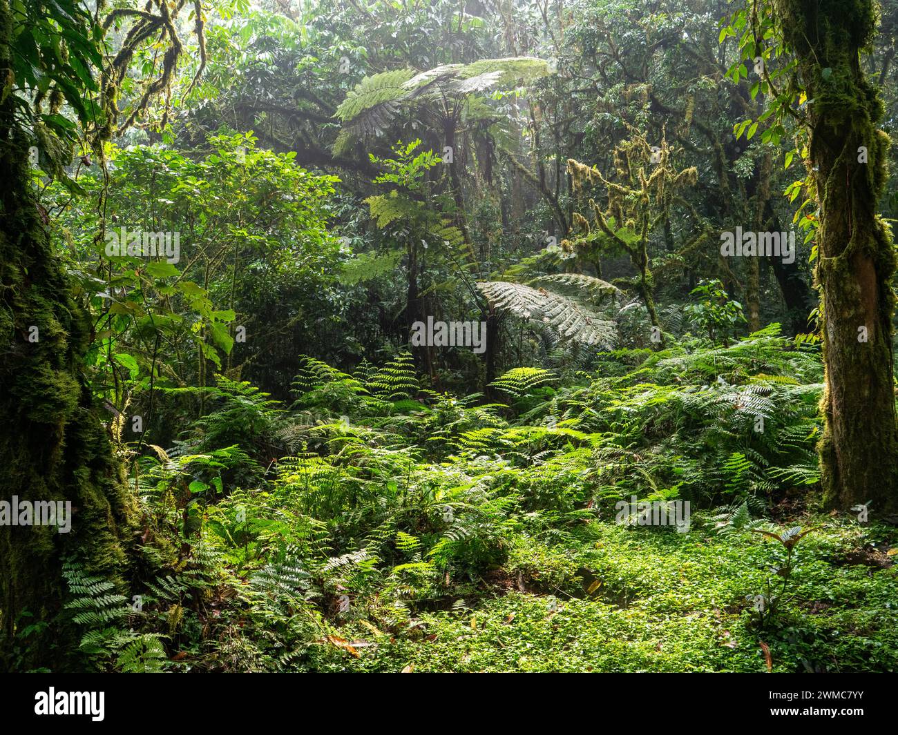 Rainforest of the Bwindi Impenetrable National Park, Uganda. The park ...