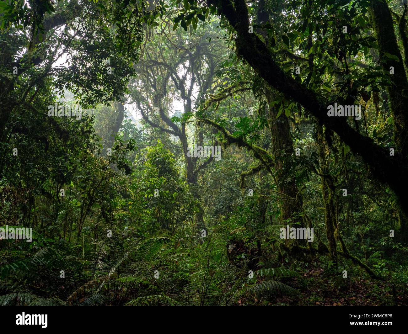 Rainforest of the Bwindi Impenetrable National Park, Uganda. The park ...