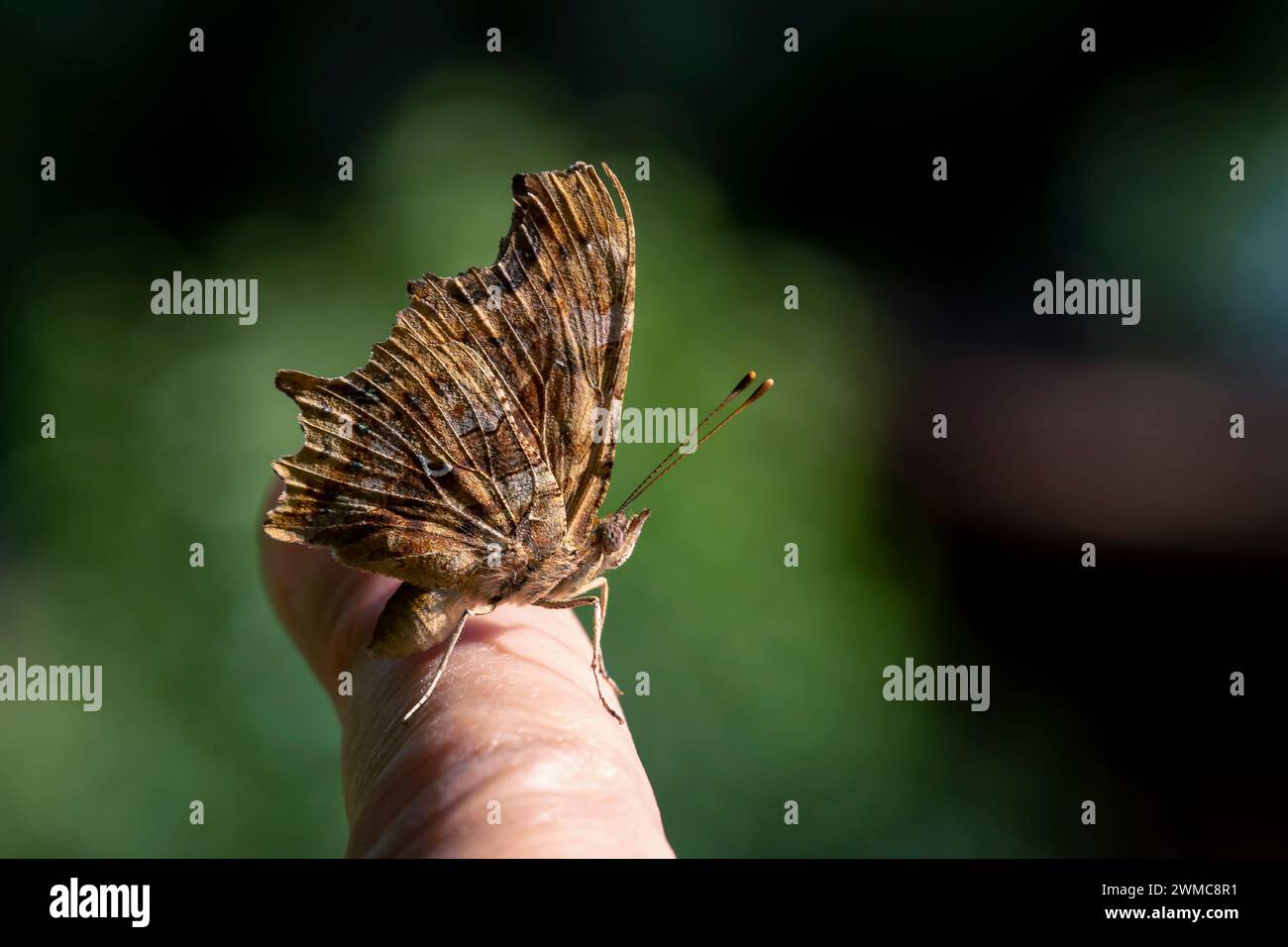 Close-up side view of a Polygonia c-album butterfly with closed wings ...