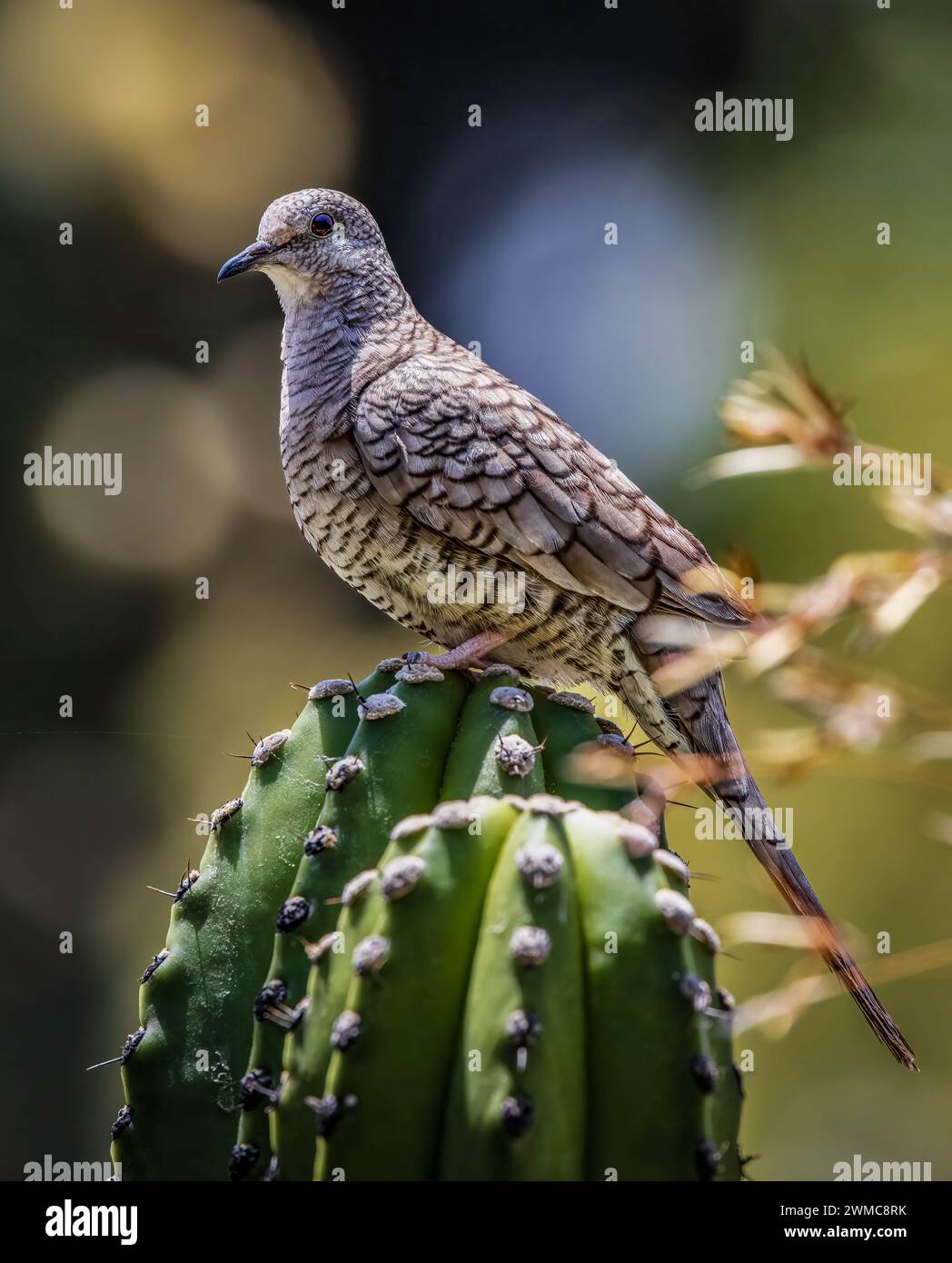 Dove inca hi-res stock photography and images - Alamy