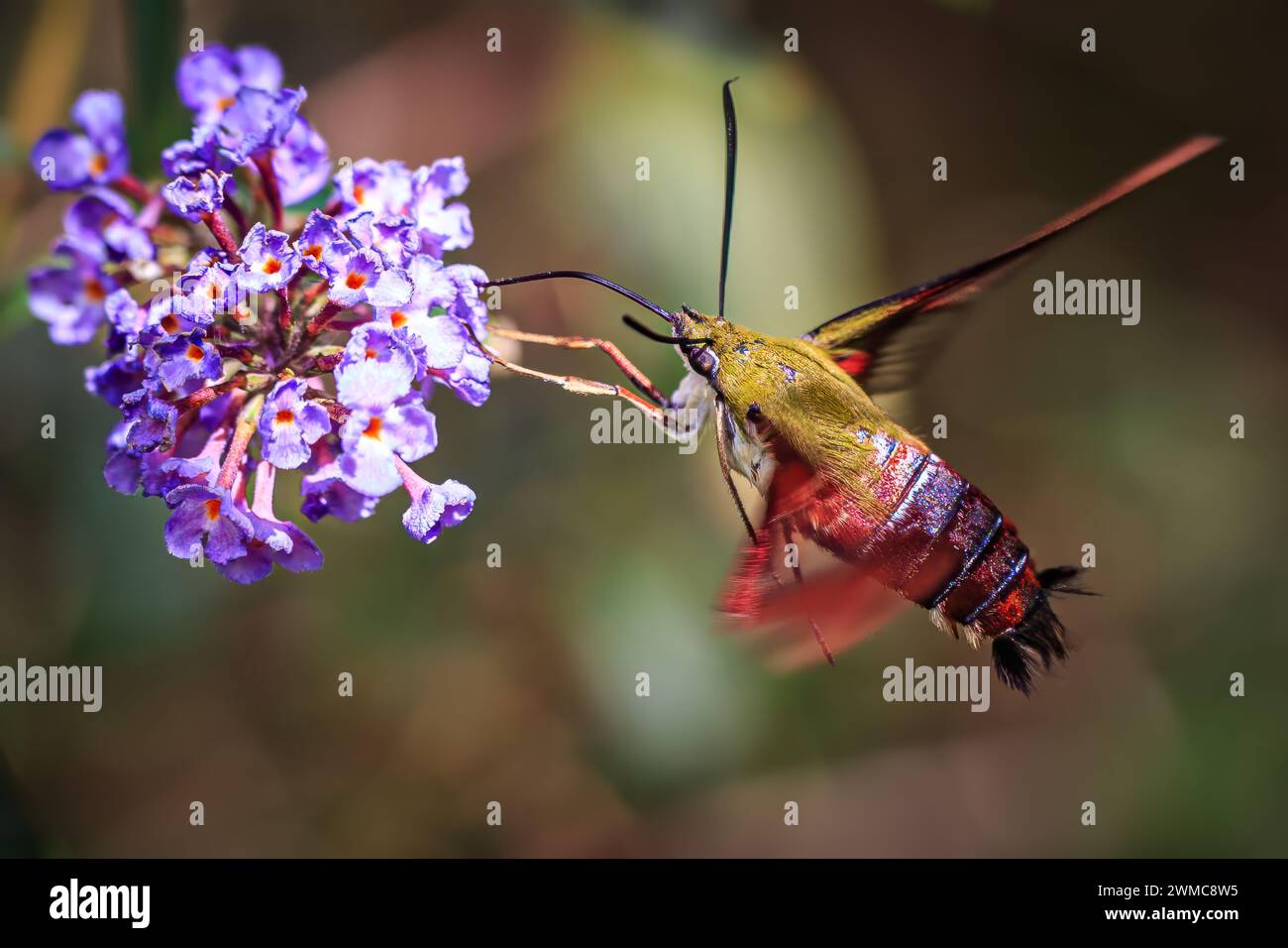 Clearwing hummingbird moth hi-res stock photography and images - Alamy