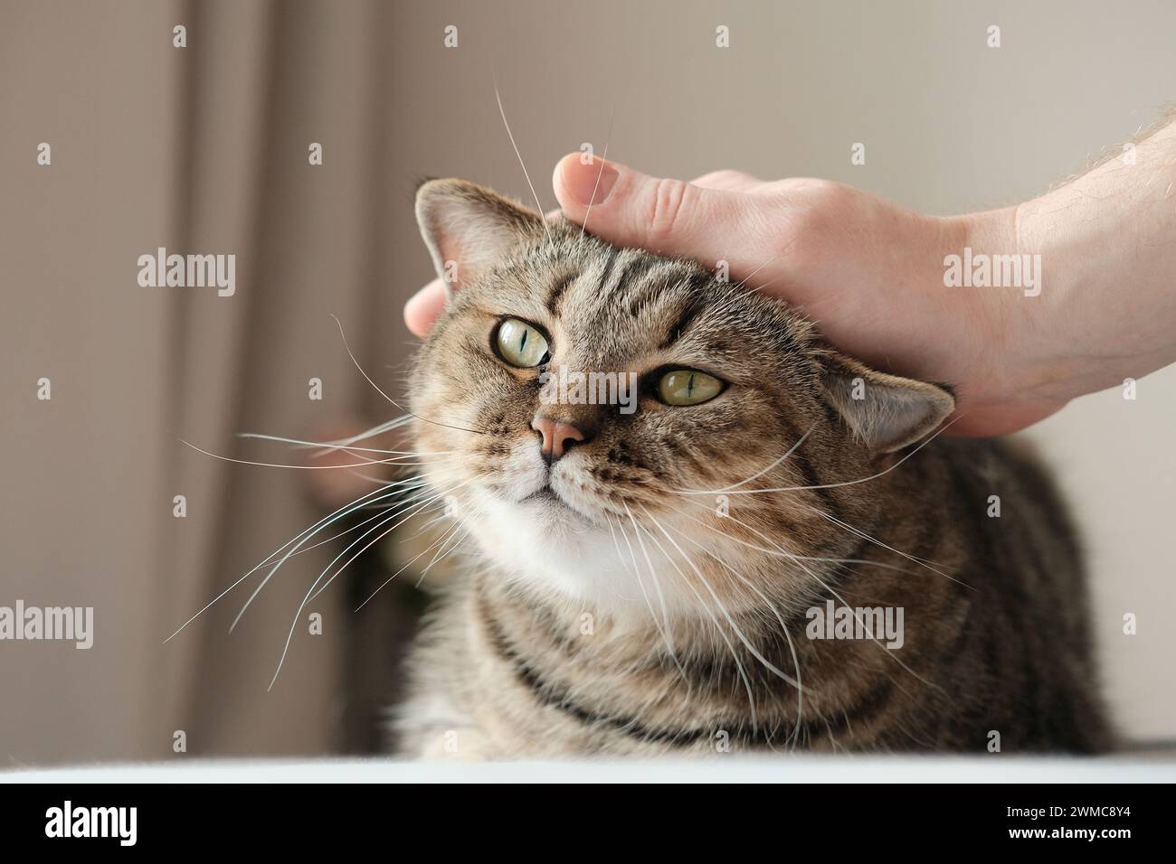 Hand stroking cute little kitty hi-res stock photography and images - Alamy