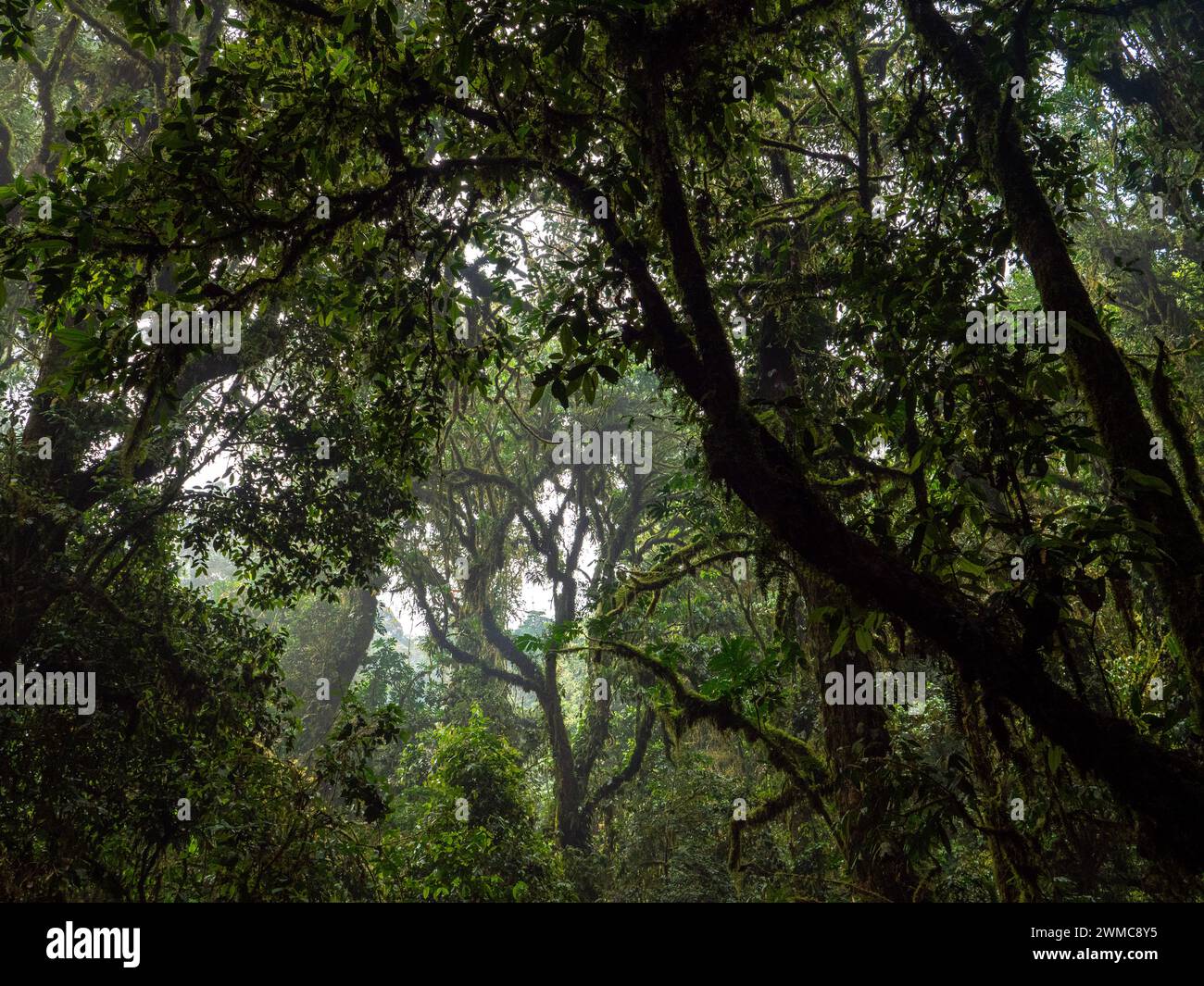 Rainforest of the Bwindi Impenetrable National Park, Uganda. The park ...