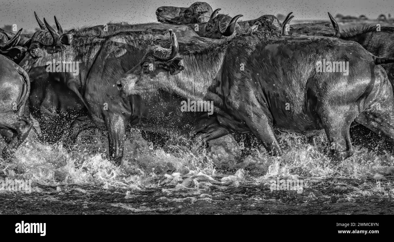 Charging cape buffalo herd in black and white Stock Photo - Alamy