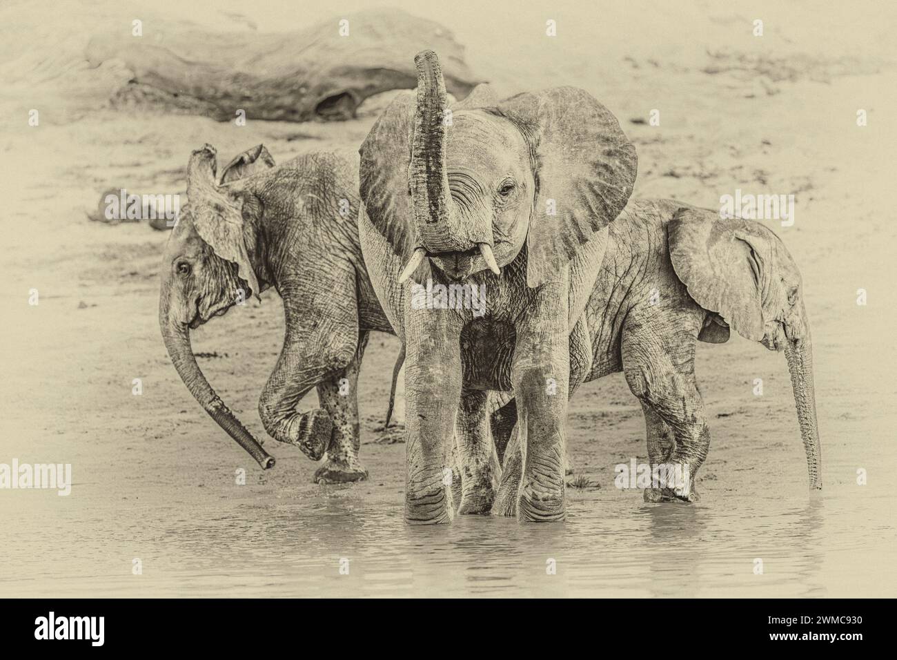 Elephant trio in black and white Stock Photo - Alamy