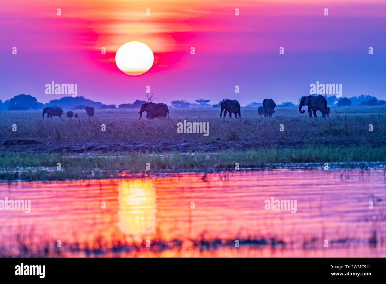 Elephants at sunset in nature hi-res stock photography and images - Alamy