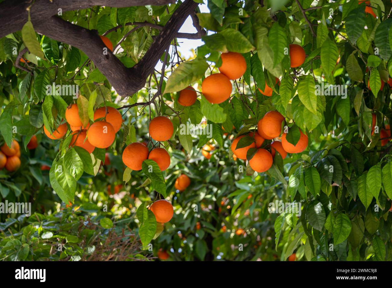 Small bitter oranges or Sevillian oranges with pitted skins, are grown ...