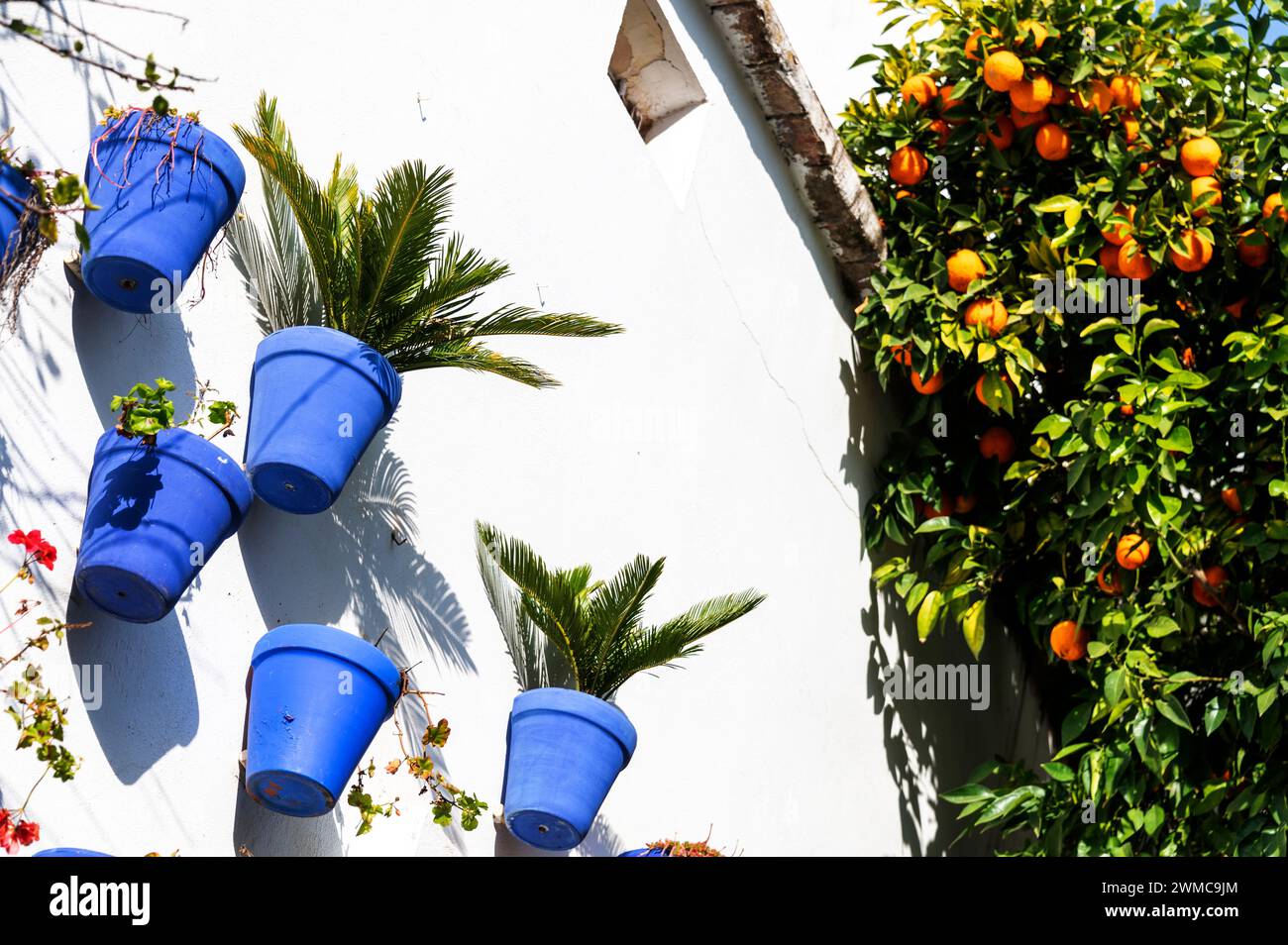 Seville orange tree pot hi-res stock photography and images - Alamy