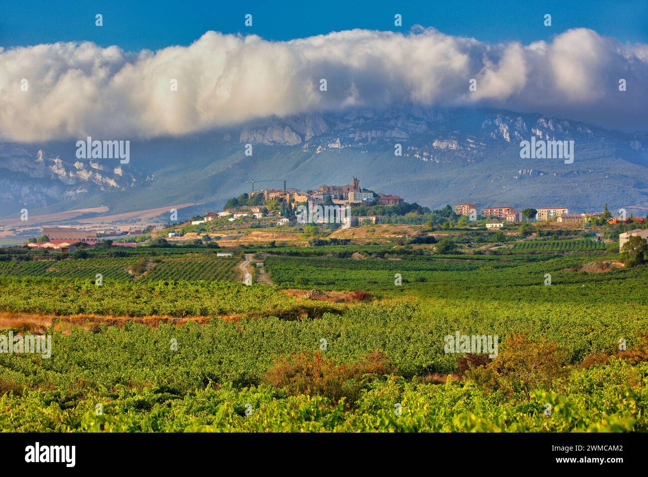 Vineyard, Sierra Cantabria, Laguardia, Rioja Alavesa, Alava, Basque ...