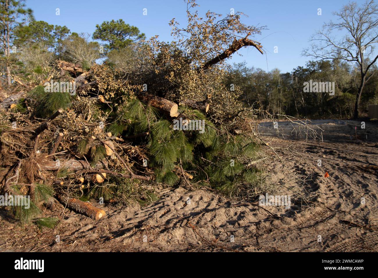 Native forest habitat destroyed for new housing construction in north ...