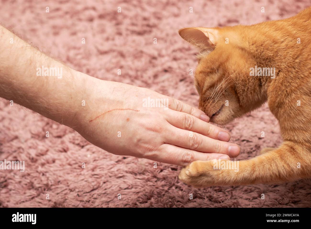 Cat bite wound hi-res stock photography and images - Alamy