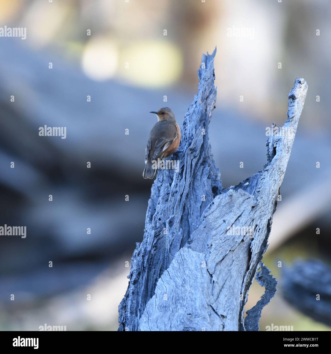 The Rufous treecreeper (Climacteris rufus) is endemic to Australia ...