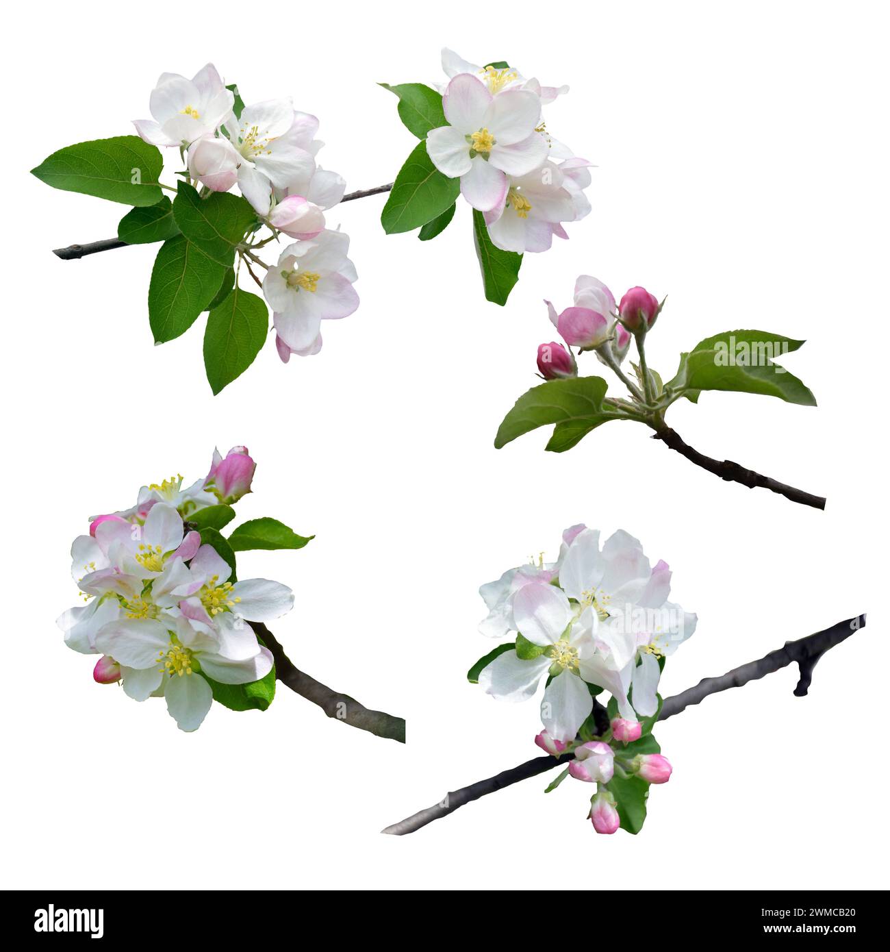 Branch of apple blossoms. The apple tree is in bloom. Close-up ...