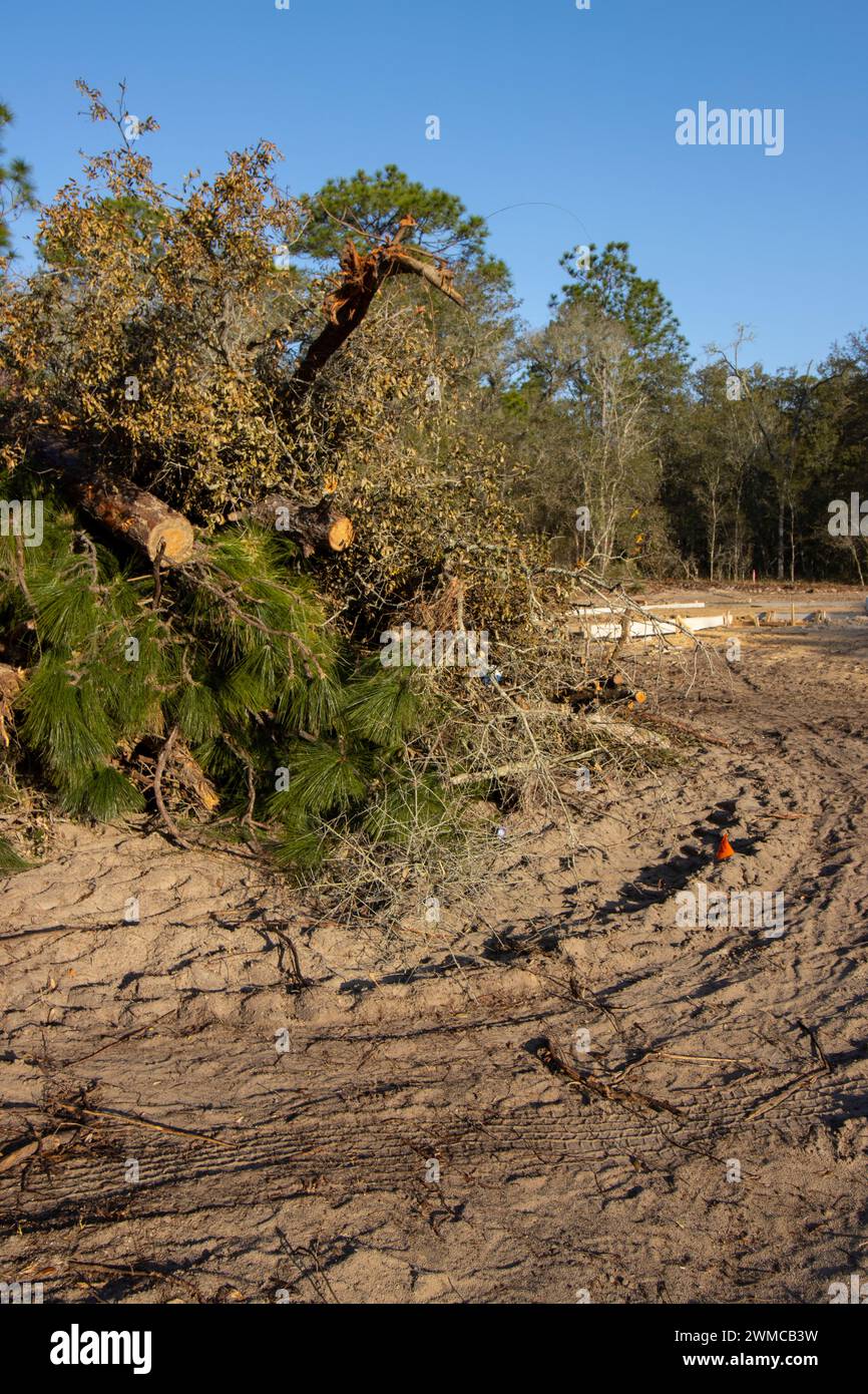Native forest habitat destroyed for new housing construction in north ...