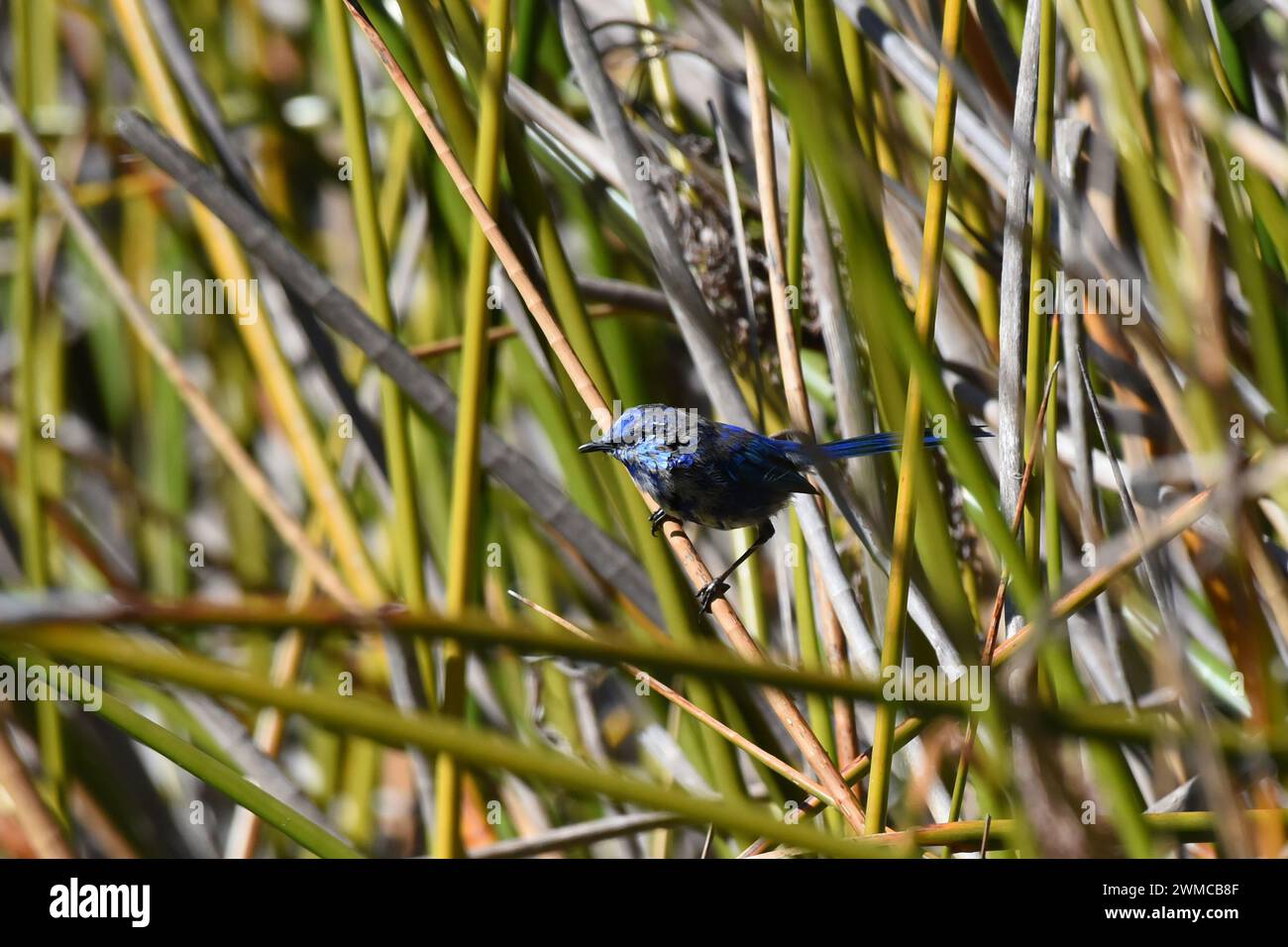 Male Splendid Fairywren (Malurus splendens) in intermediate plumage ...