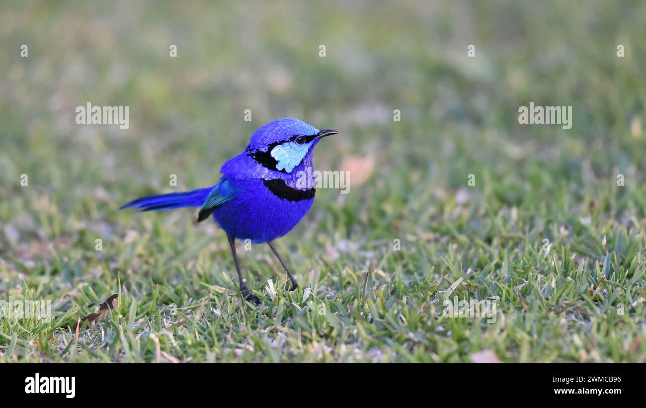 Male Splendid Fairywren (Malurus splendens) in bright blue plumage ...