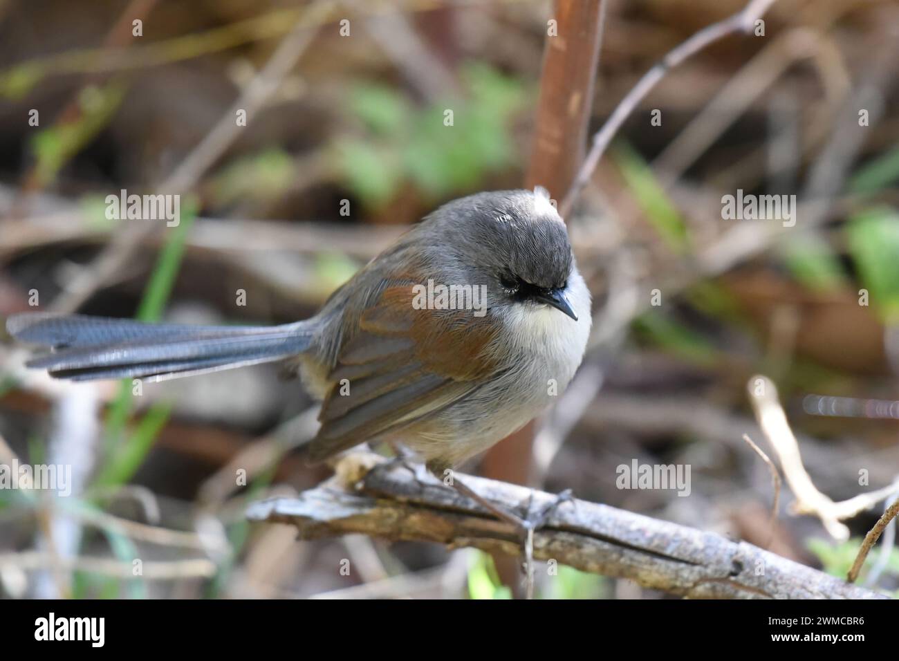 Male Red-winged fairywren (Malurus elegans) in non-breeding plumage ...