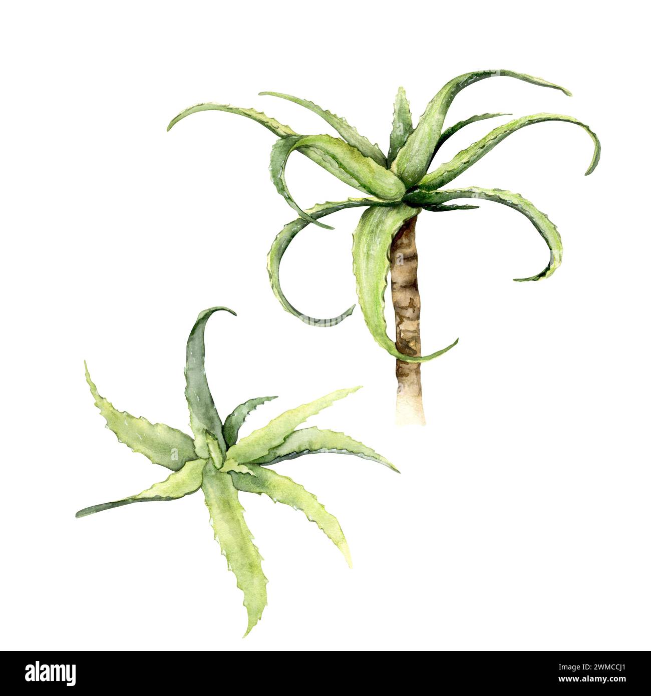 Aloe plant drawing hi-res stock photography and images - Alamy