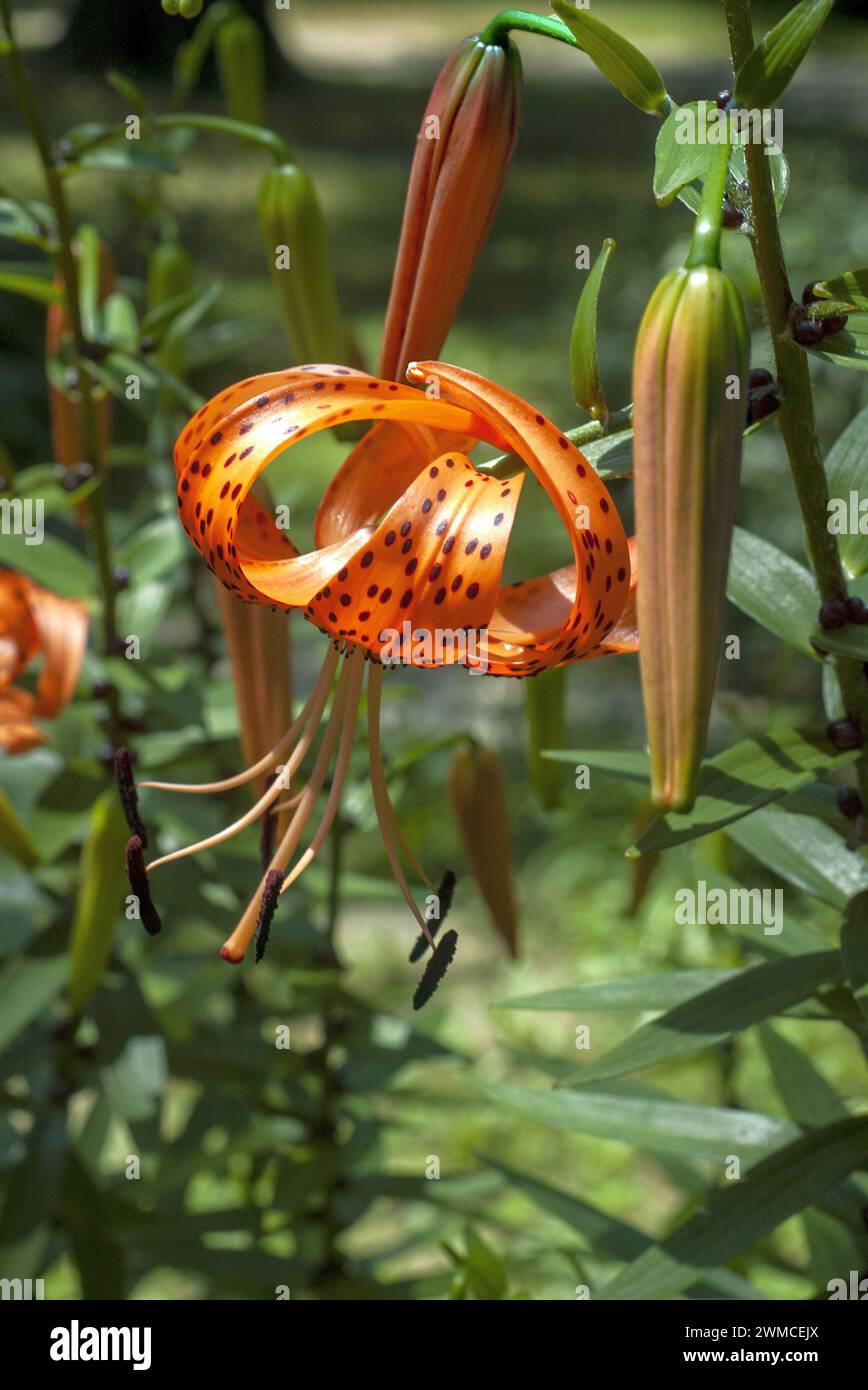 Drooping head hi-res stock photography and images - Alamy
