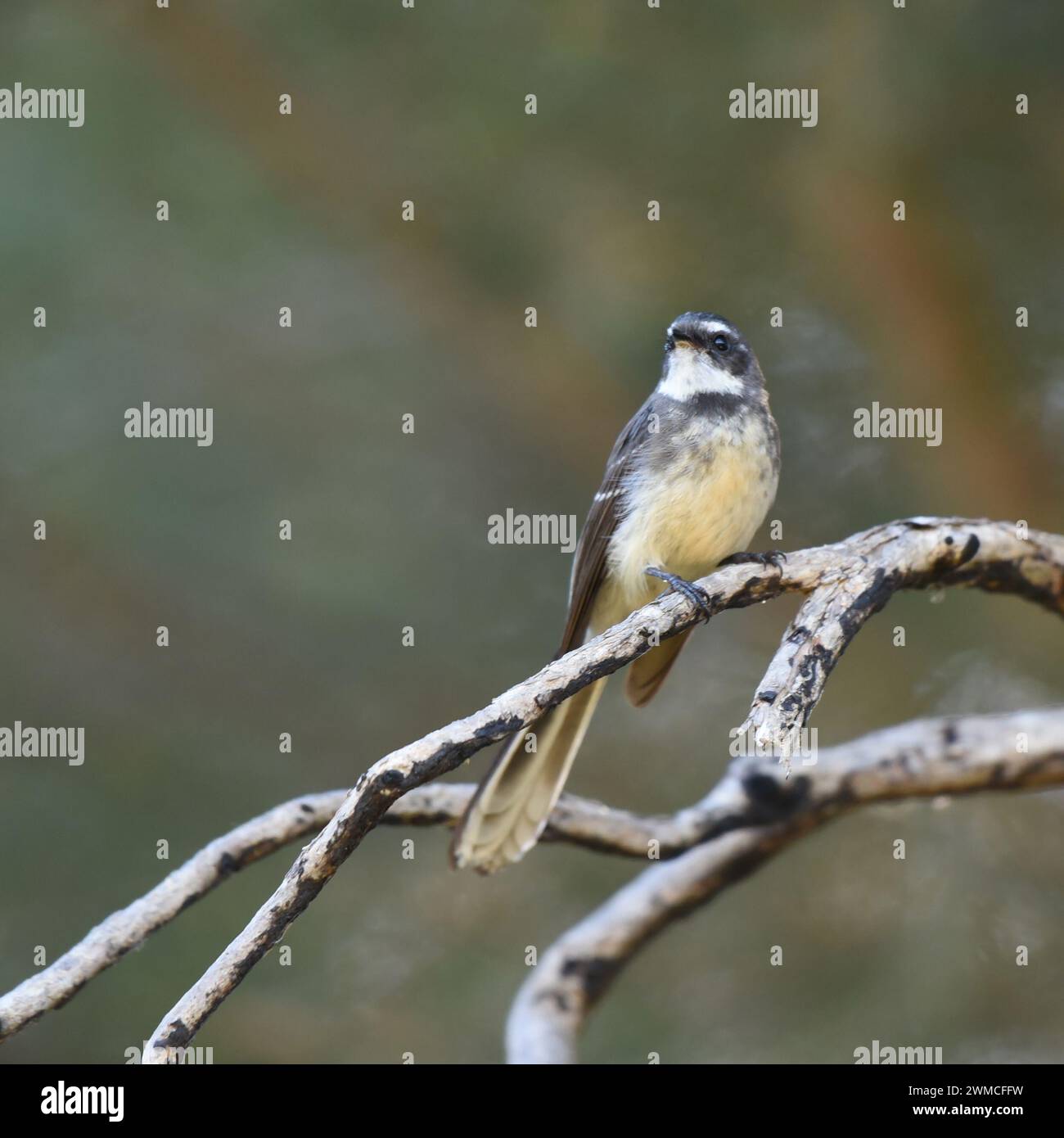 Grey fantail (Rhipidura albiscapa Stock Photo - Alamy