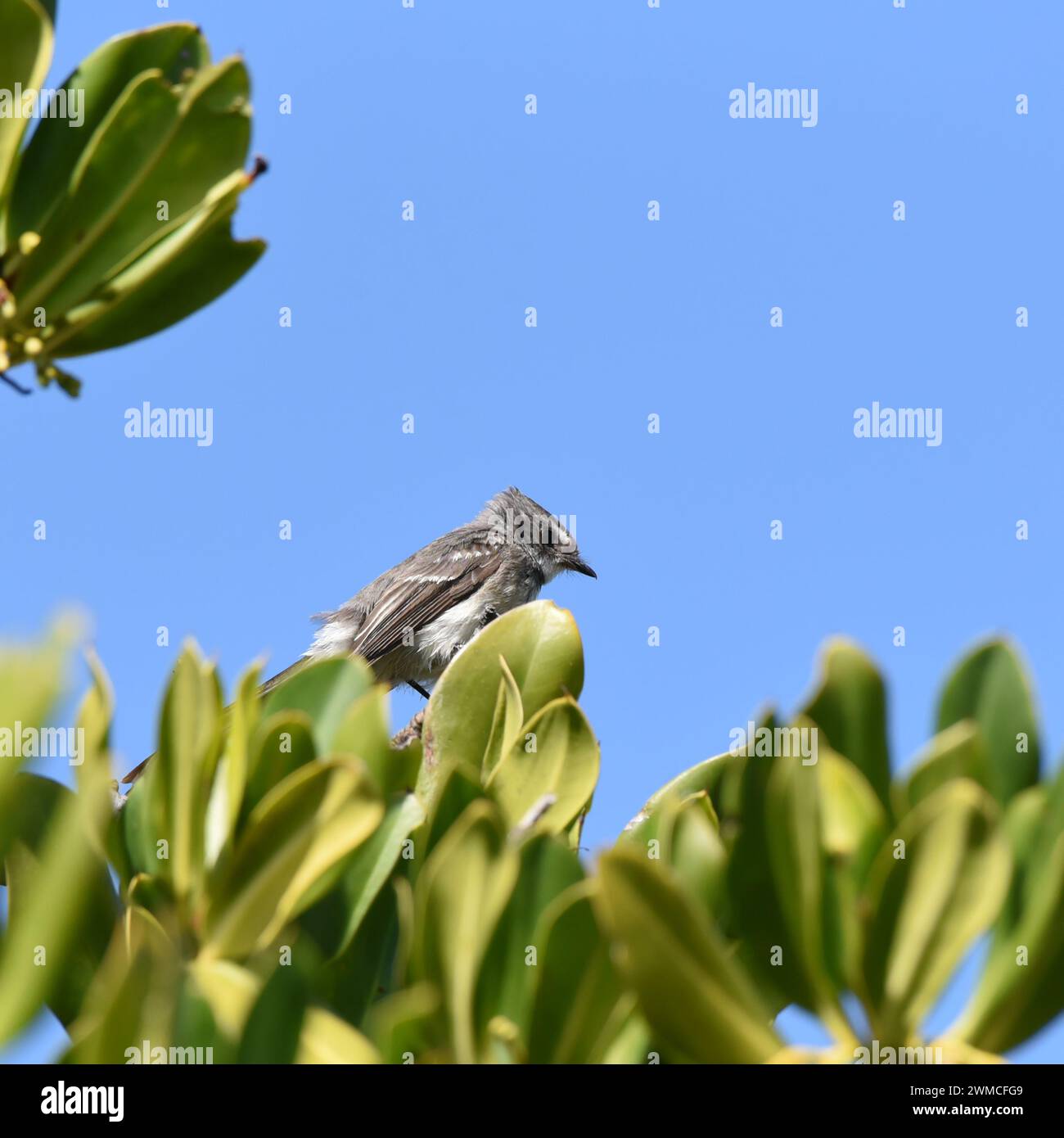 Mangrove grey fantail (Rhipidura phasiana) perching in the top of a ...