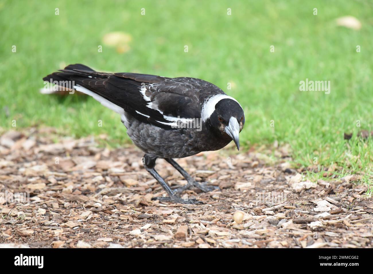 Juvenile Australian magpie (Gymnorhina tibicen) foraging in King's Park ...