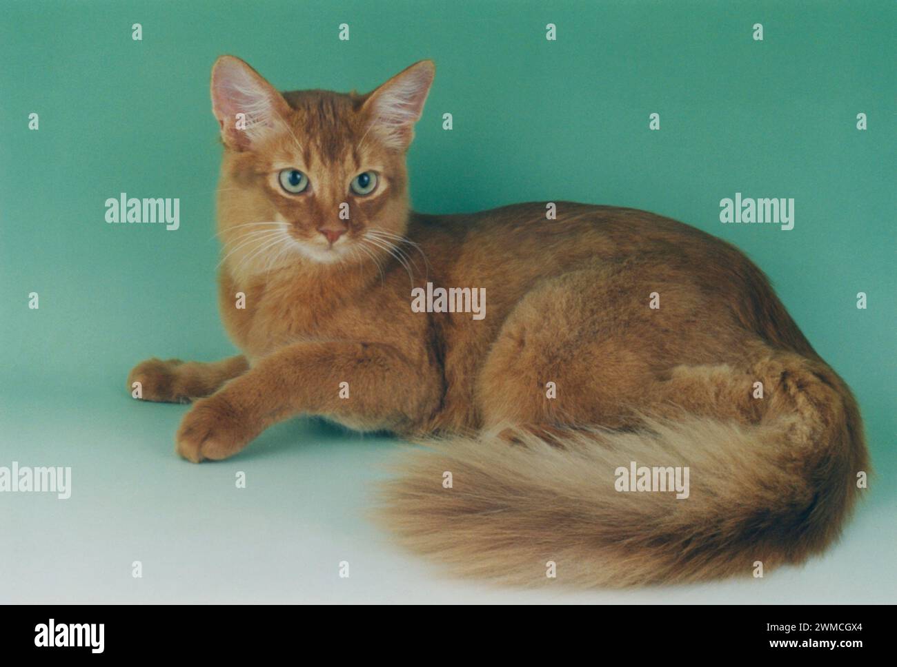 Portrait somali cat hi-res stock photography and images - Alamy