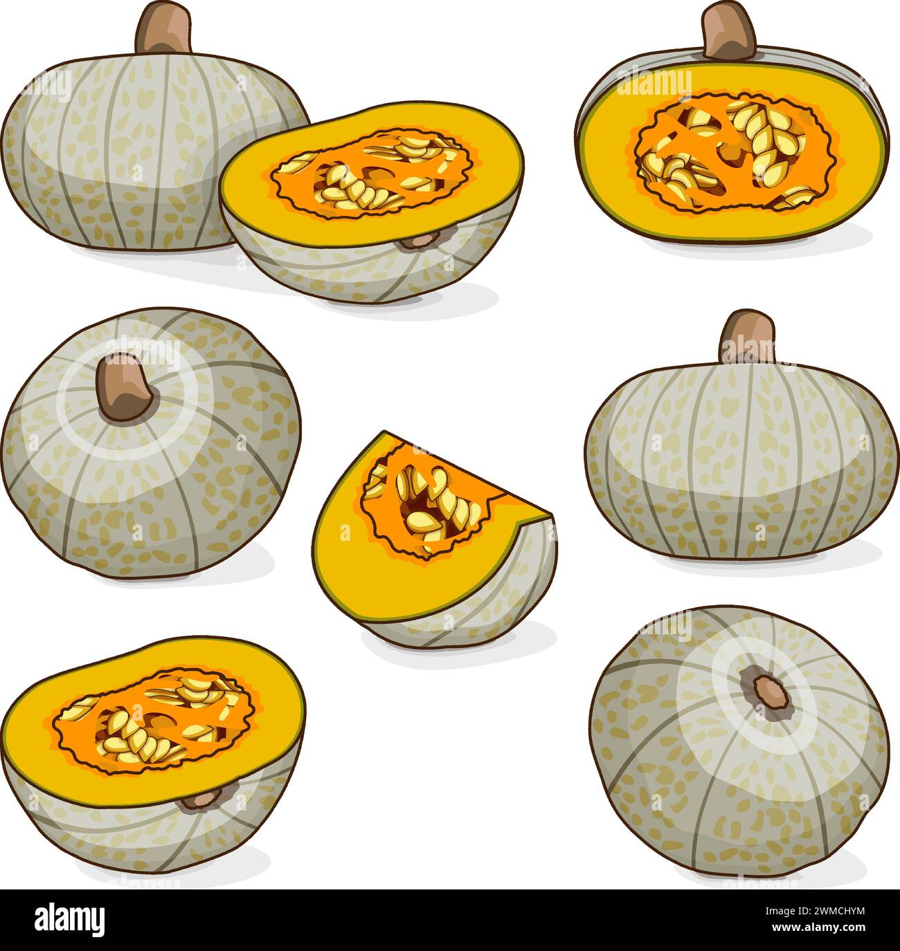 Set of Confection squash. Winter squash. Cucurbita maxima. Fruits and ...