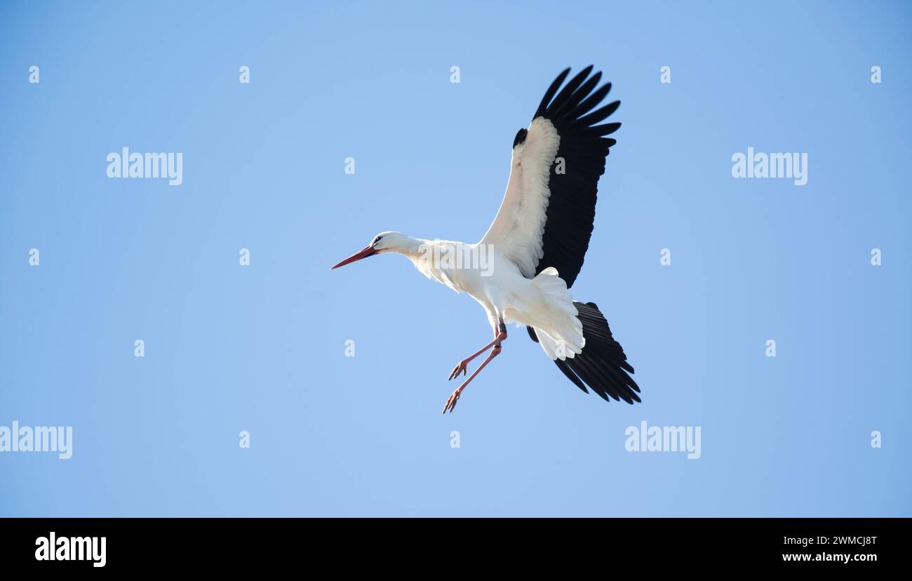 Ein Storch fliegt im blauen Himmel. Rottweil Baden-Württemberg ...