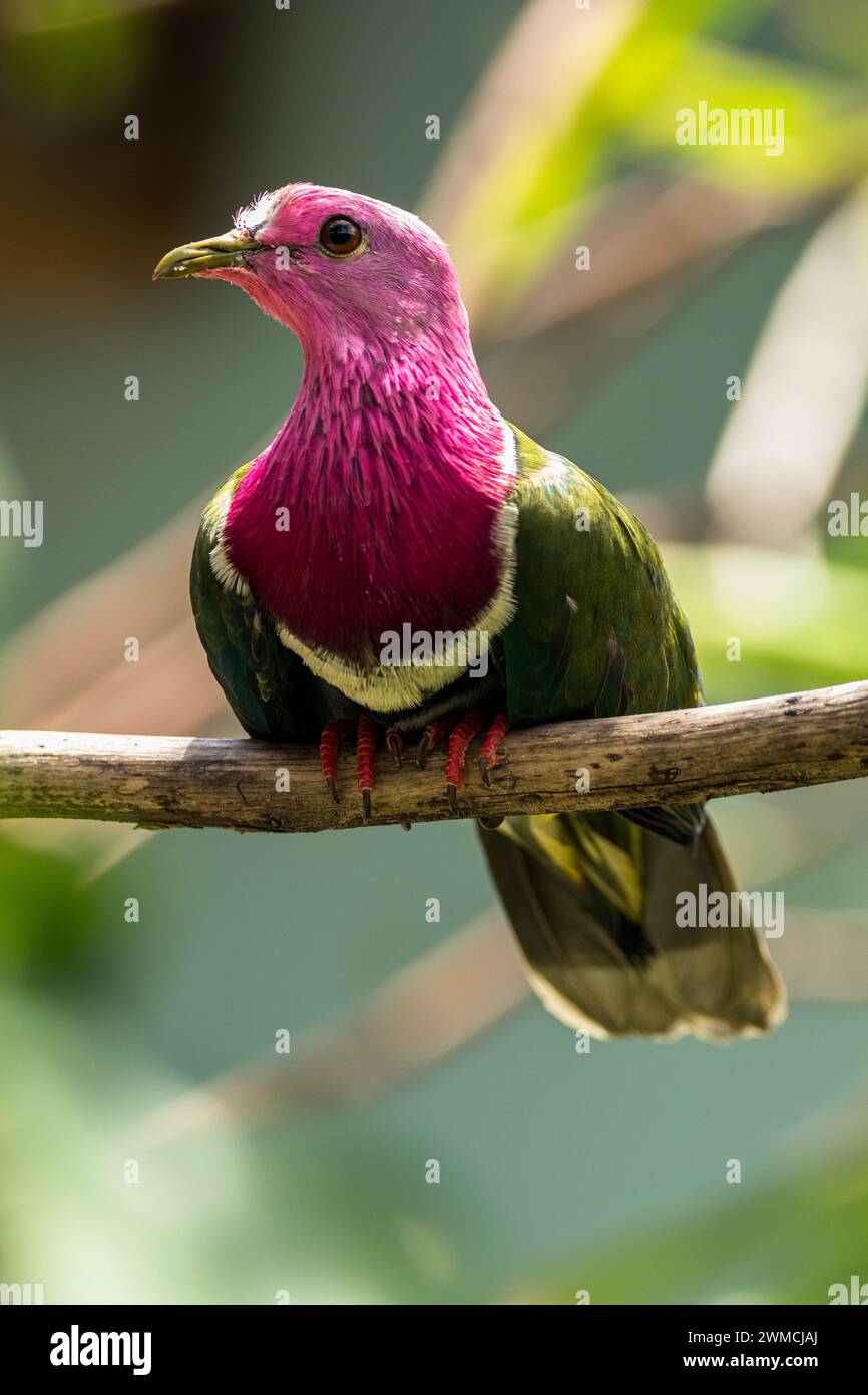 Ptilinopus porphyreus hi-res stock photography and images - Alamy