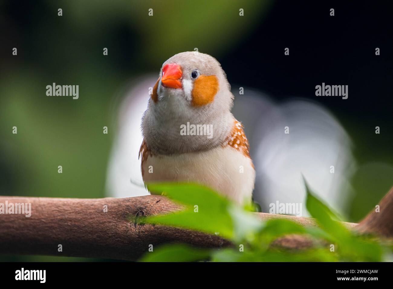 Zebra finch on tree hi-res stock photography and images - Alamy