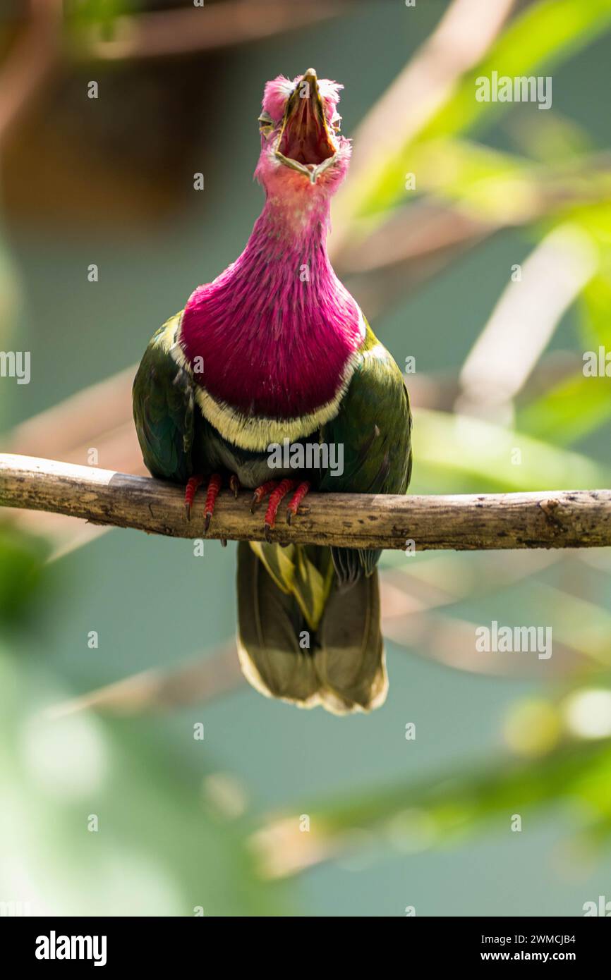 Close-up portrait of a pink-headed fruit dove (Ptilinopus porphyreus ...