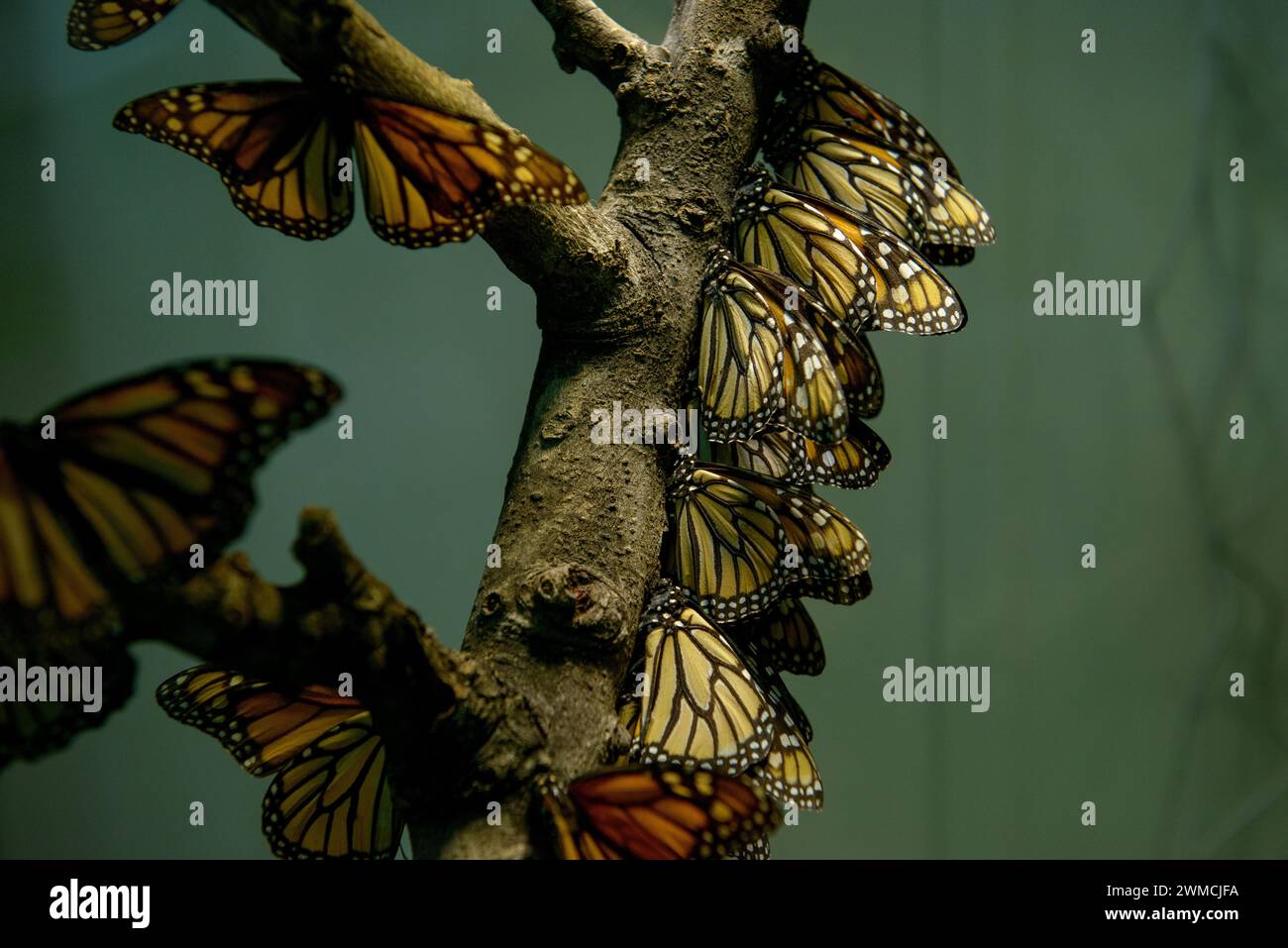 Close-up of a swarm of Monarch butterflies (Danaus plexippus) on a ...