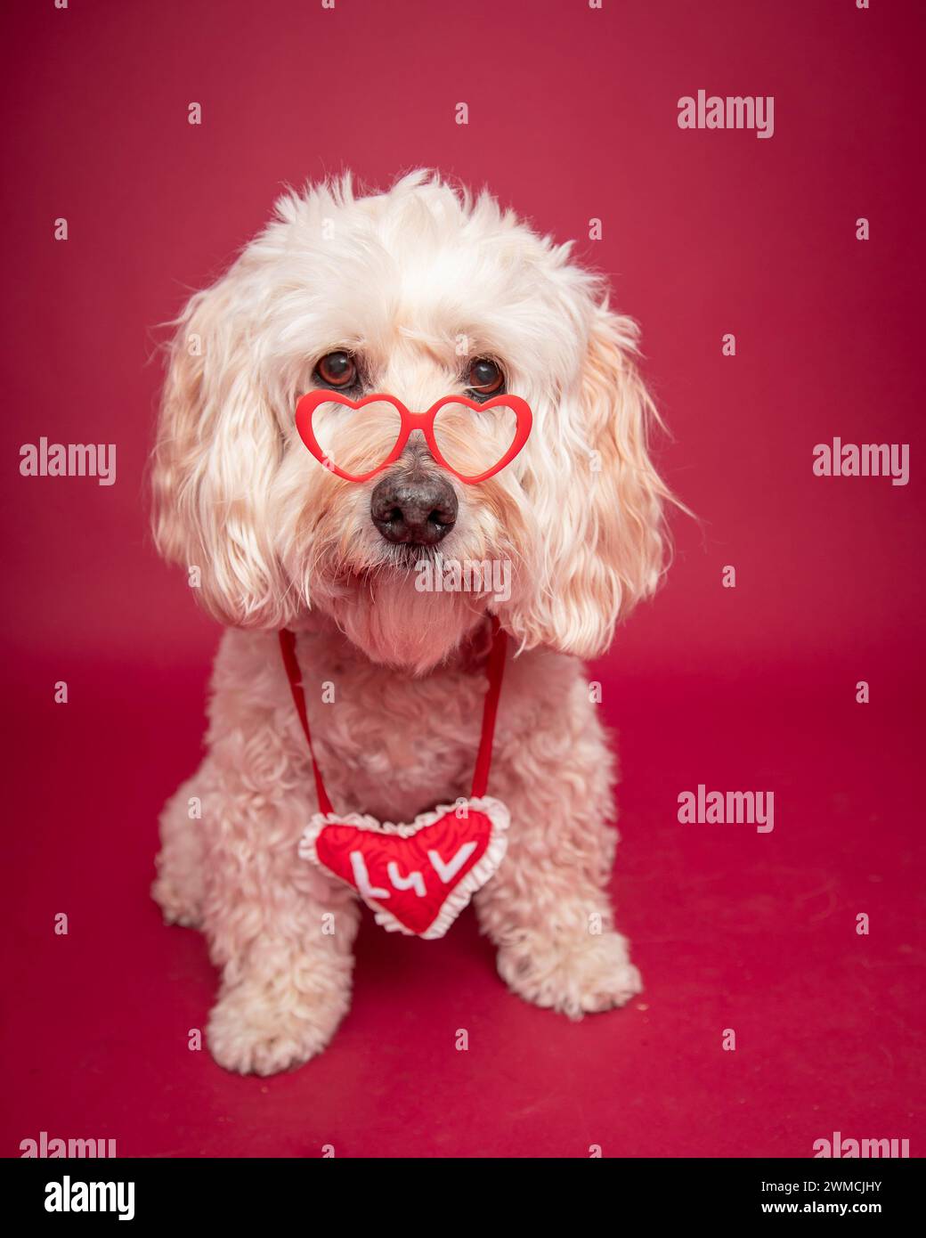 Portrait of a white cavapoo wearing heart shaped glasses and a luv ...