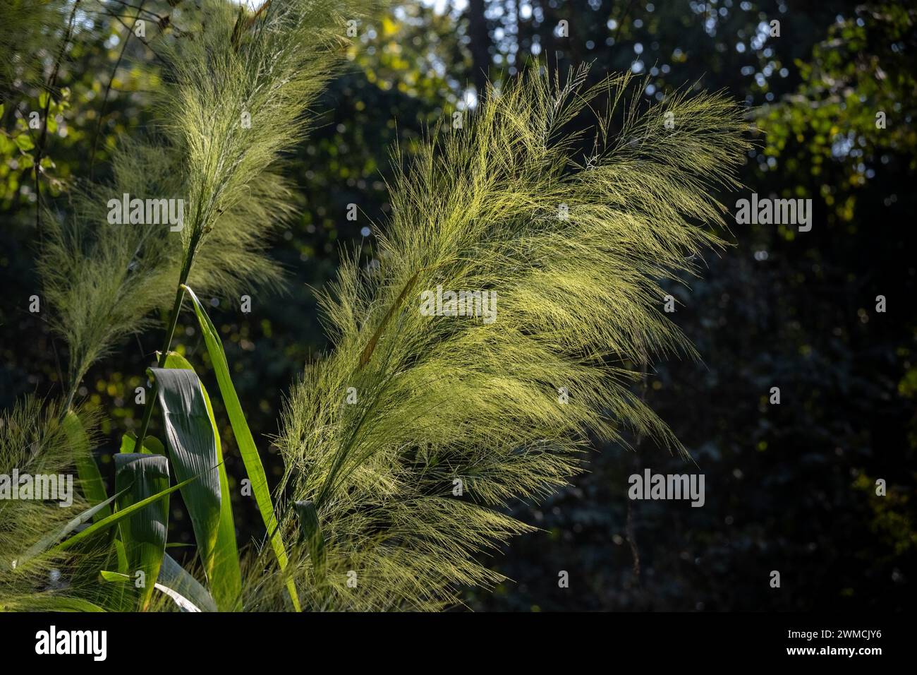 Criteria selloana is a species of flowering plant in the Populace ...