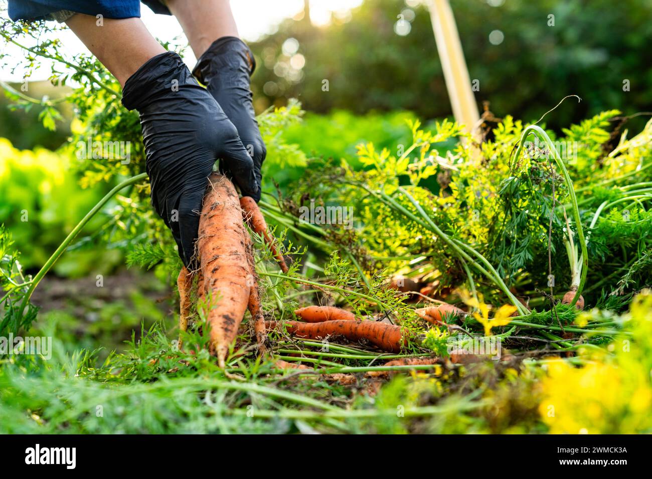 Close-up of a woman digging up carrots in her vegetable garden in ...