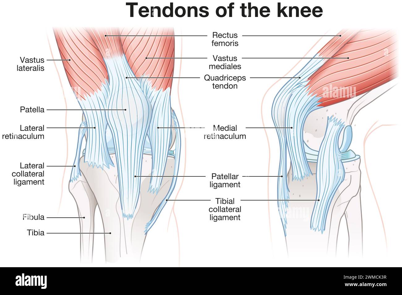 Knee Joint Ligaments Posterior The Knee Joint: Anatomy And 3D