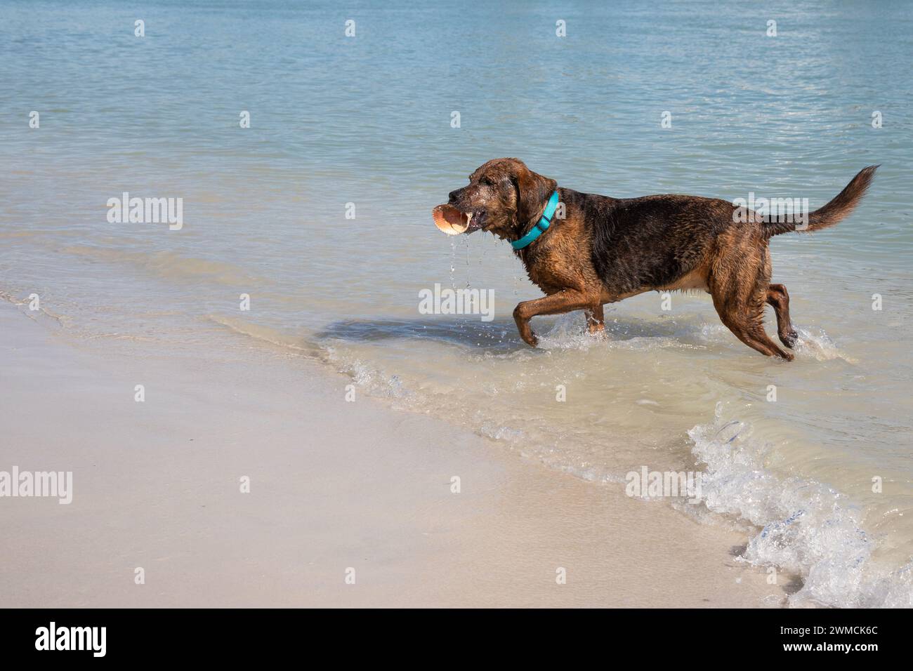 Mixed breed dog running out of sea carrying a seashell, Florida, USA ...