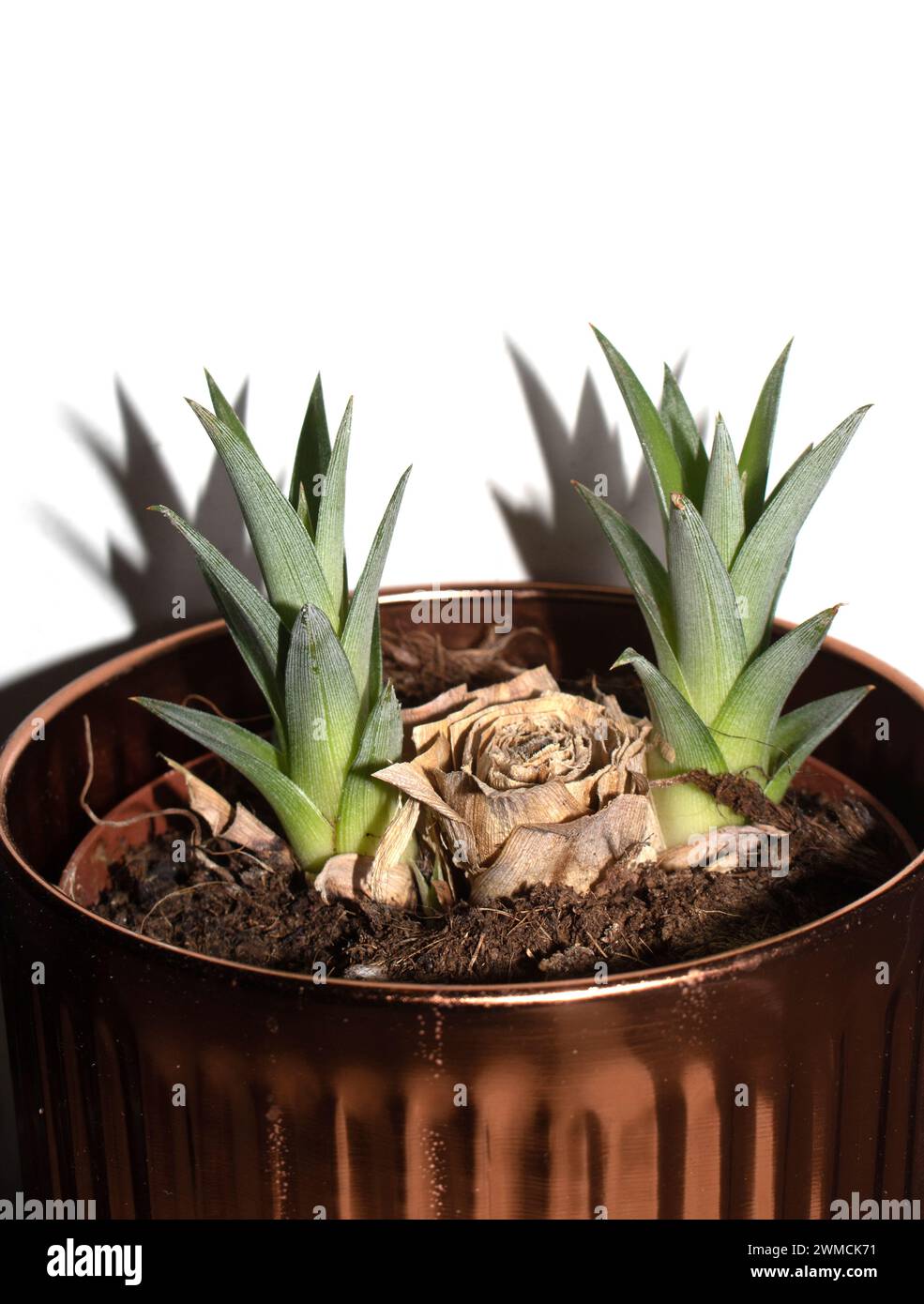 A Small Pineapple Tree Cactus Plany in a Pot on a White Background ...