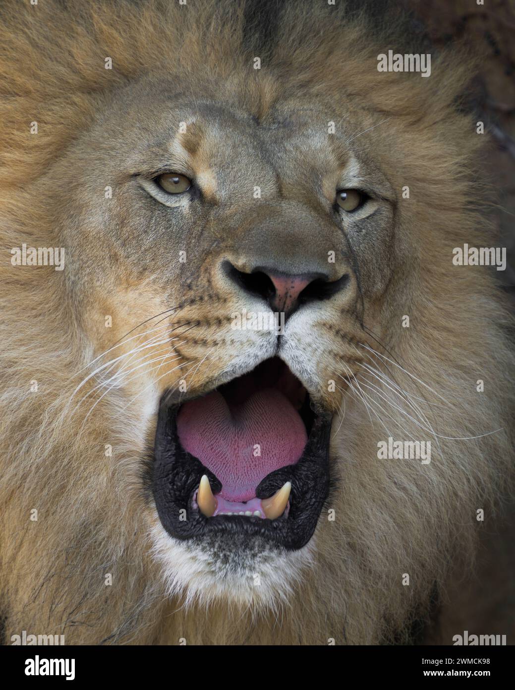 Male African lion (Panthera leo) closeup headshot with open mouth ...
