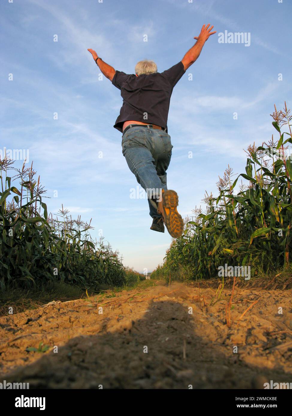 Mid growth corn field hi-res stock photography and images - Alamy