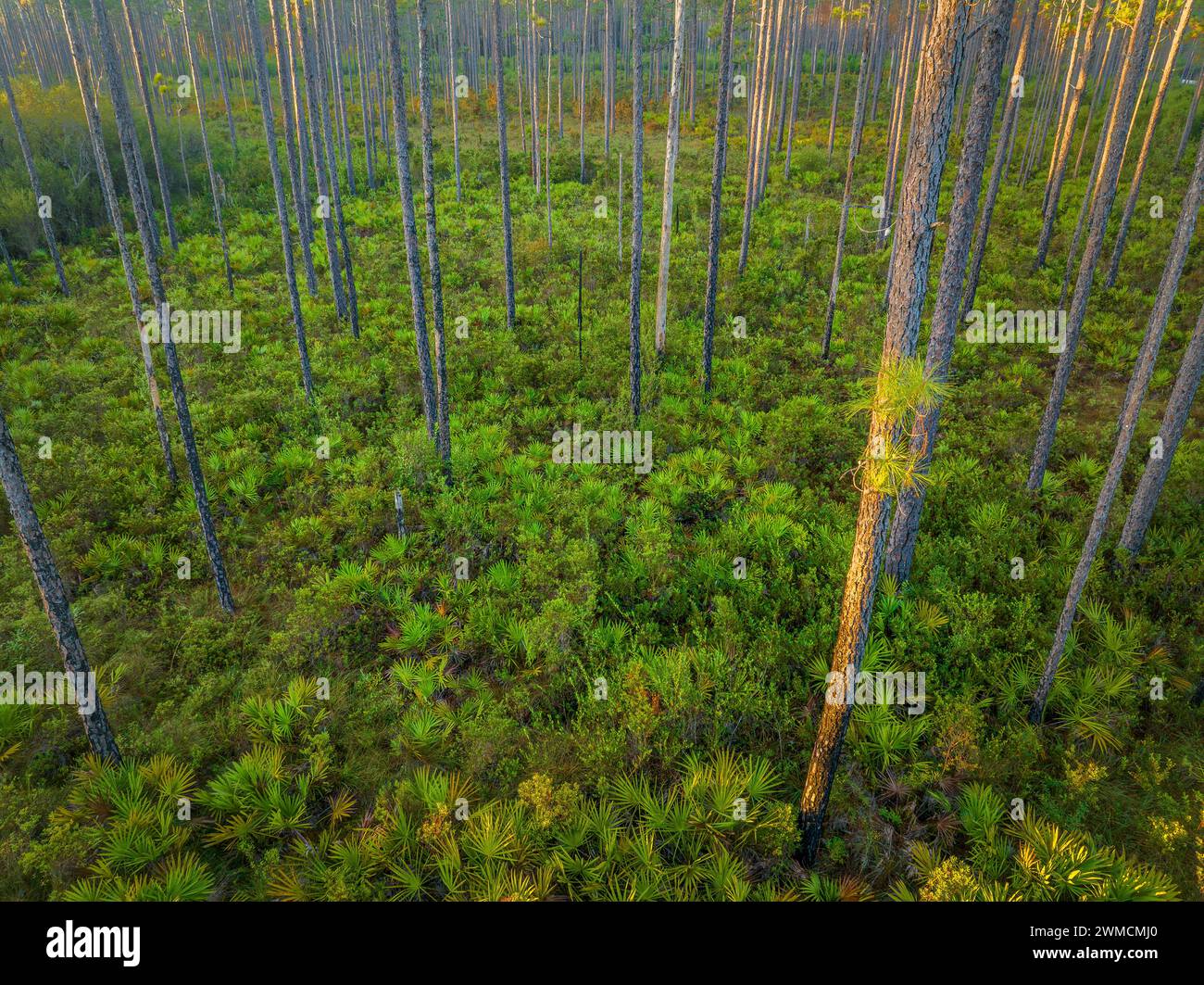 sunrise aerial view of Florida forest with pine trees and palmetto ...