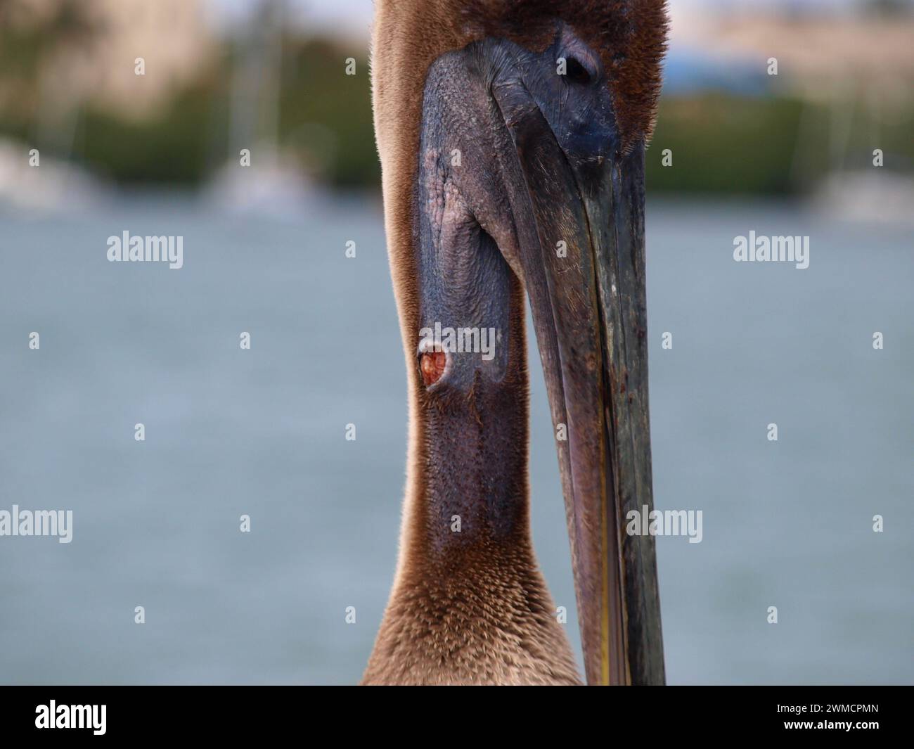 Pelican close up with a wound in the neck Stock Photo - Alamy