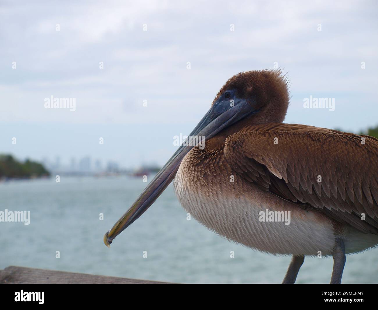 Pelican with Miami downtown buildings in the background Stock Photo - Alamy