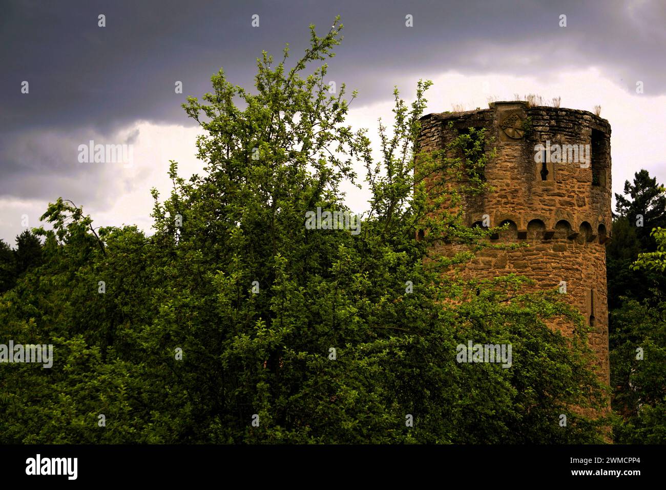 Forest canopy tower hi-res stock photography and images - Alamy