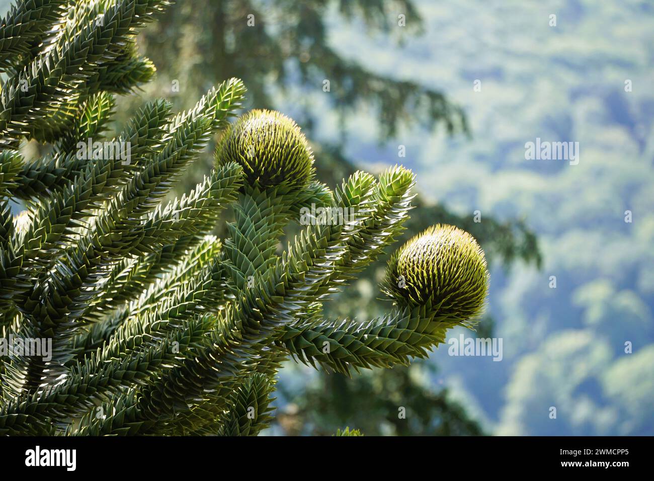 Flowering tree with mountain backdrop Stock Photo - Alamy