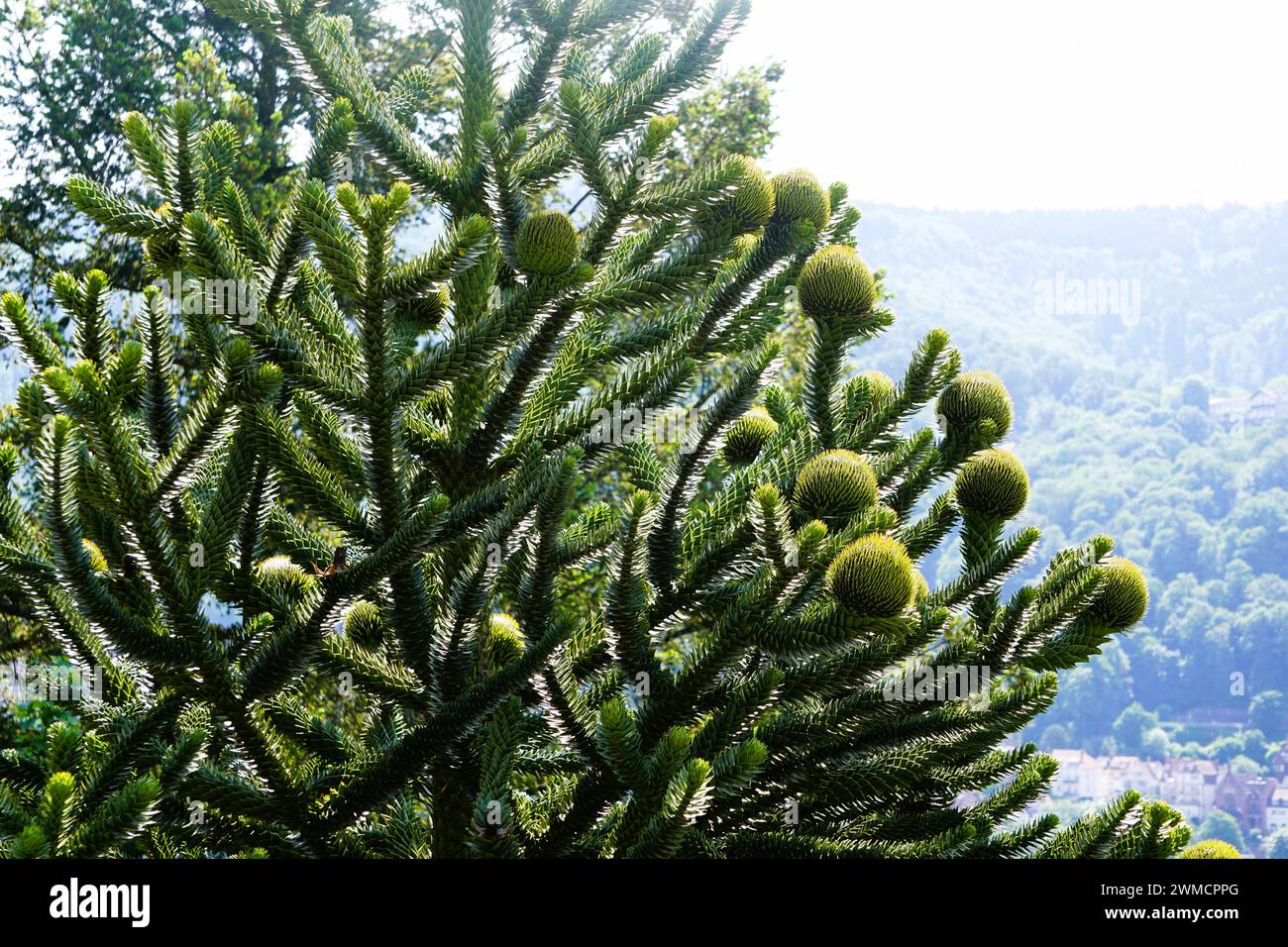 Green decorative balls hanging on a tree branch Stock Photo - Alamy
