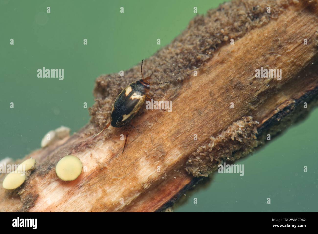 Diving beetle (Hydroporus palustris Stock Photo - Alamy