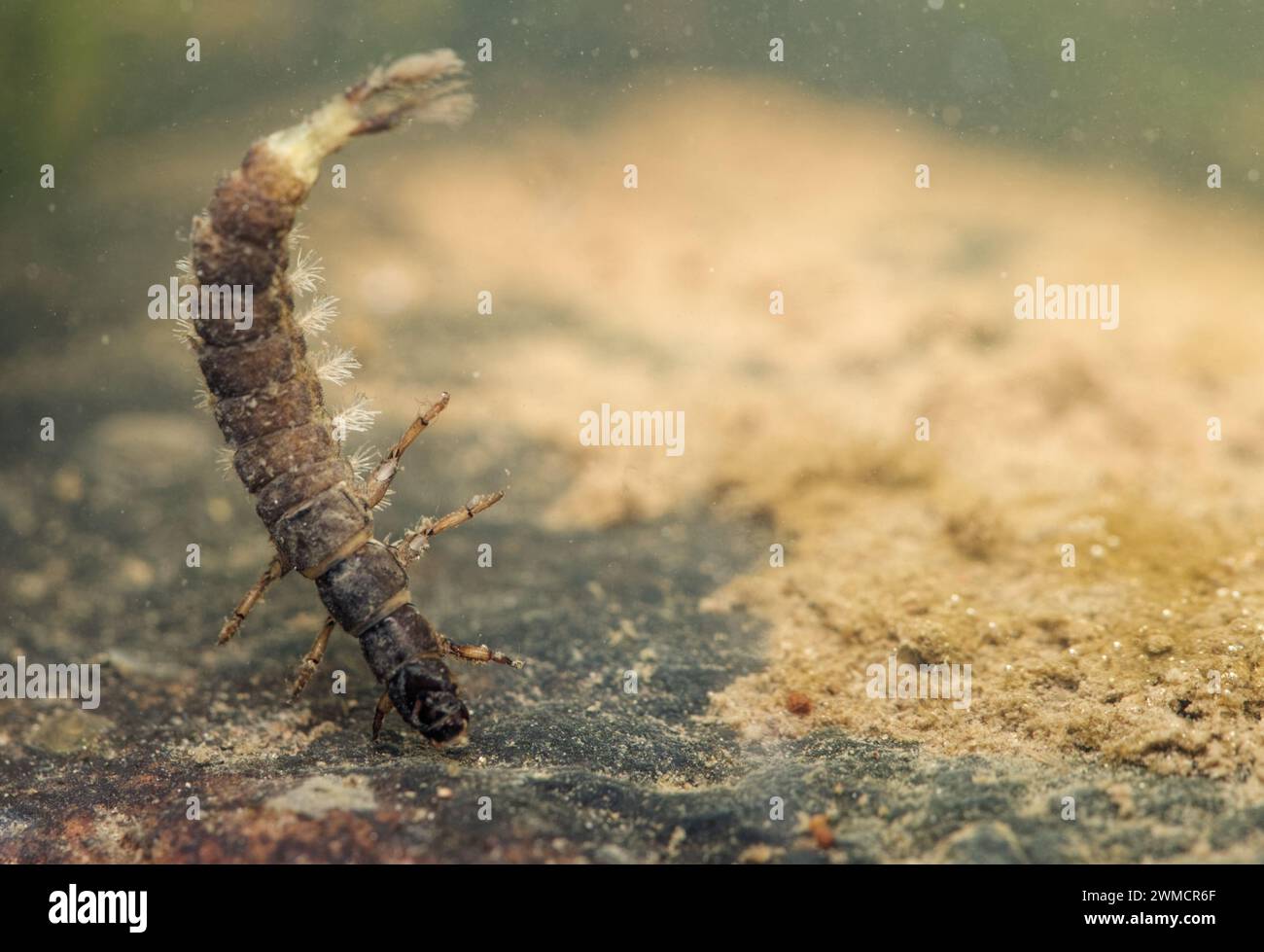 Net-spinning caddisfly larvae (Hydropsyche Stock Photo - Alamy