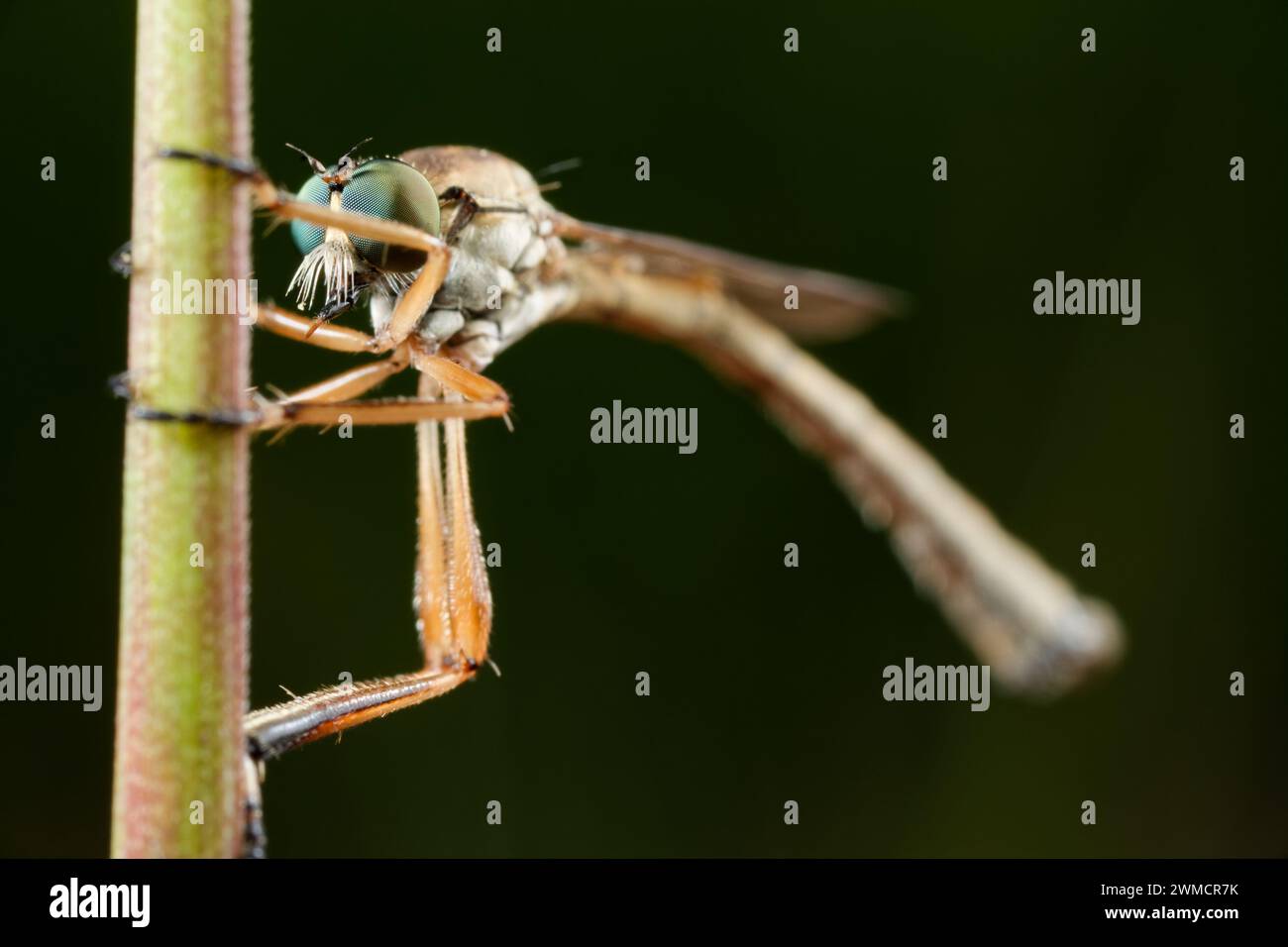 Striped slender robber-fly (Leptogaster cylindrica Stock Photo - Alamy